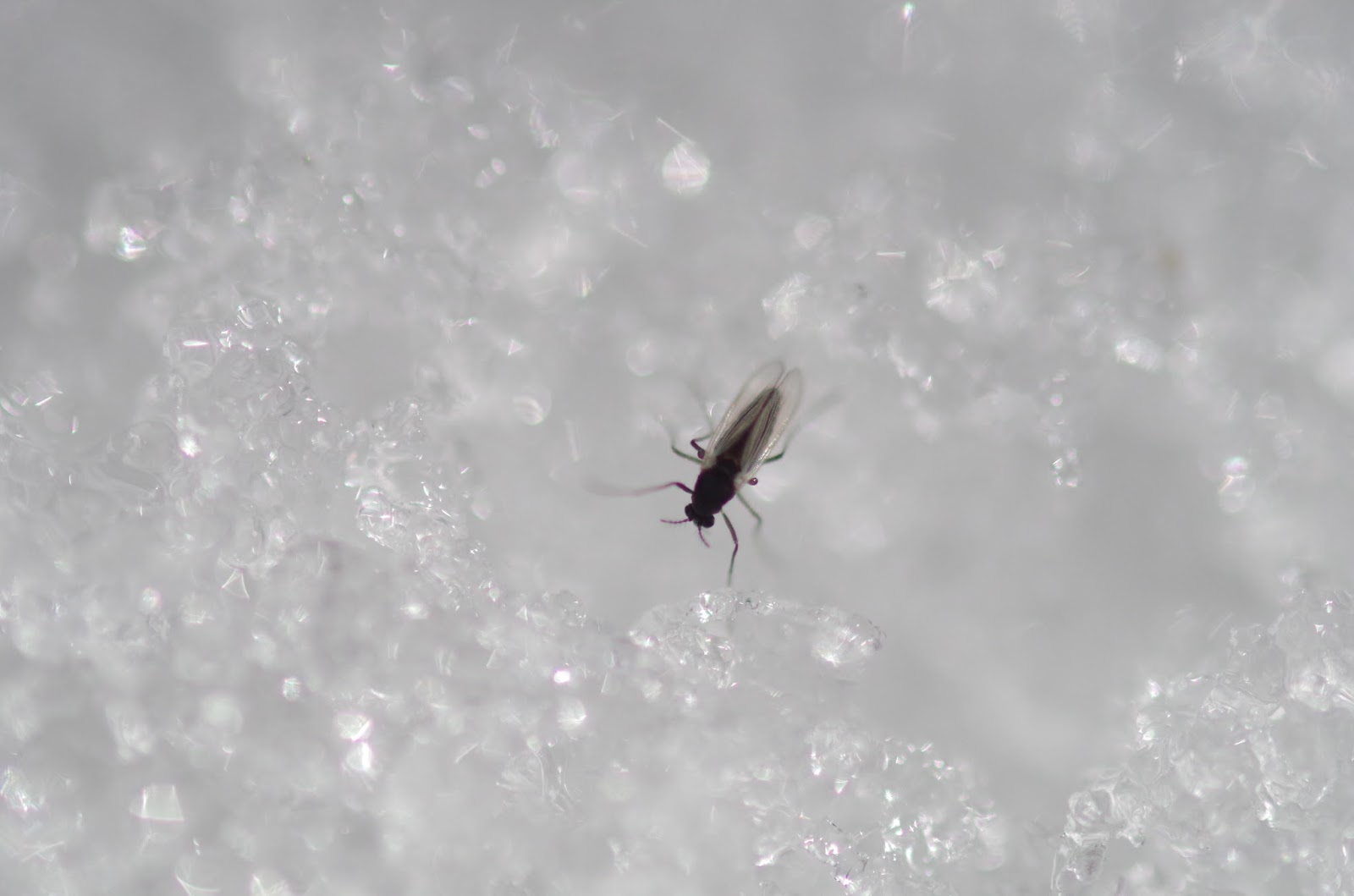 The Bugs in the Backyard: Bugs On Snow