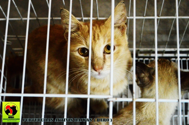 Kucing Dari Pusat Kurungan Haiwan DBKL Bakal Mendapat Kehidupan Yang Baru