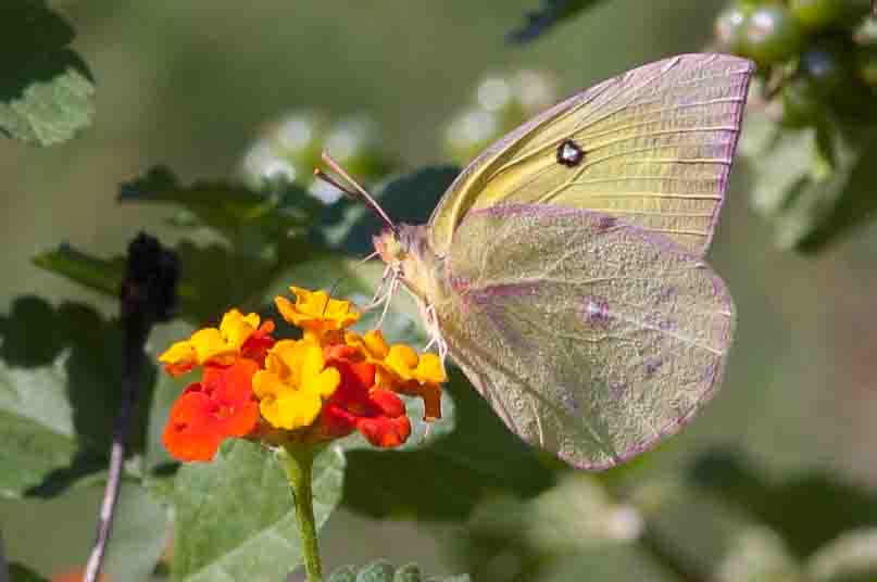 Window on a Texas Wildscape: Fall butterflies