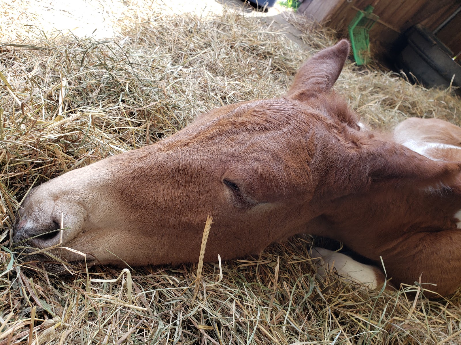 The Dancing Donkey: Hardworking Mule