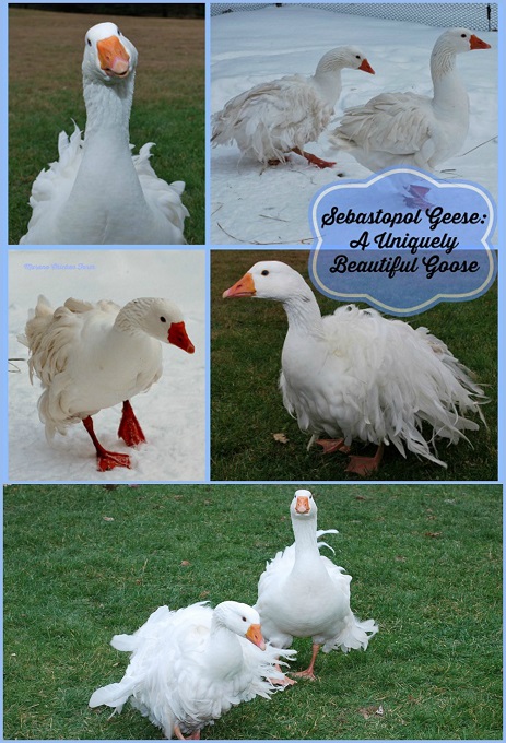 Sebastopol Geese: a goose in a dress! - Murano Chicken Farm