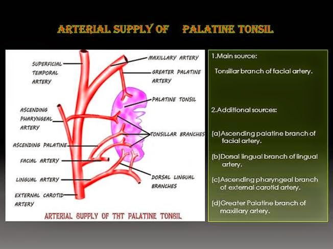 Blood Supply of Tonsils