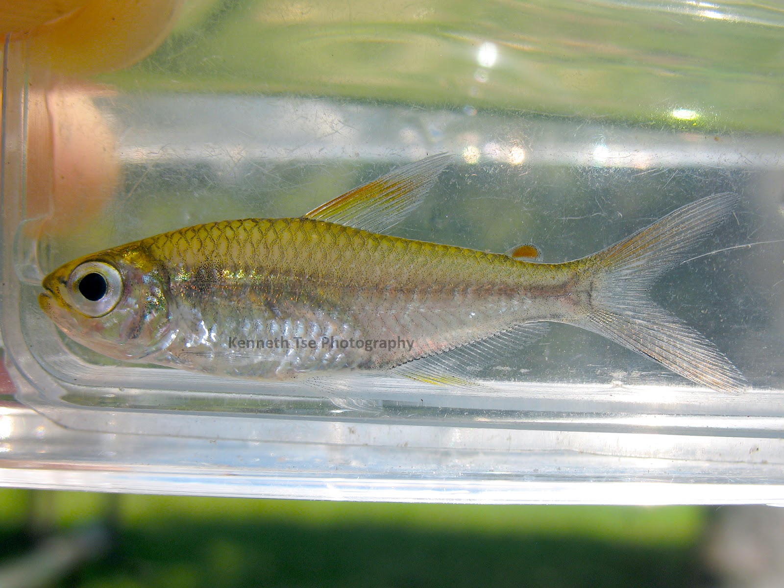 MuskieBait Adventures: Lifelist