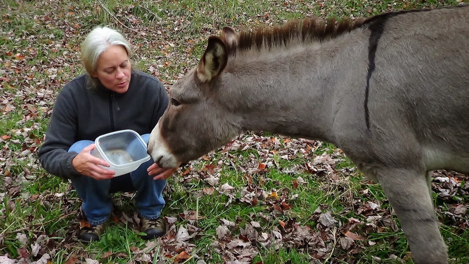 WATERFALL ROAD: THE DAY THE PETTING ZOO TURNED PRIMAL