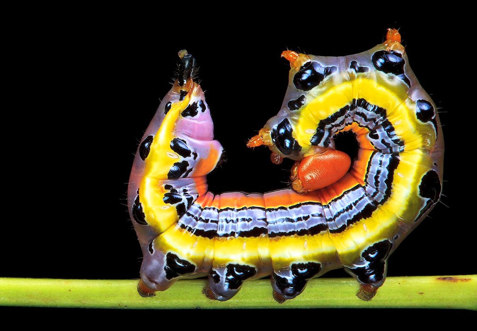 the igneous, the sedimentary and the metamorphic: assassin bugs ...