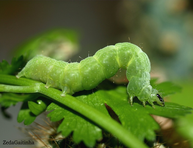 GANA: UMA CHANCE PARA A LAGARTA
