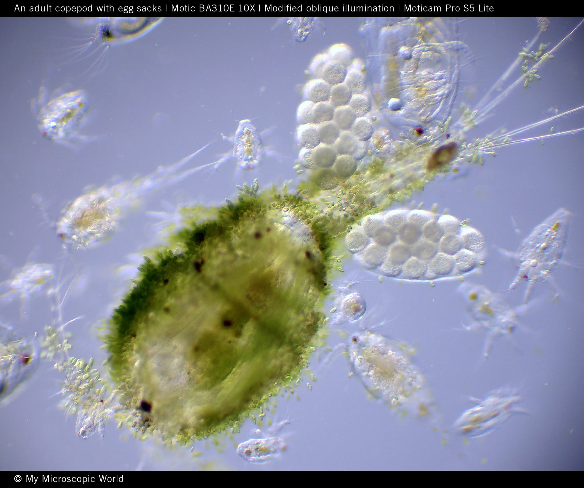 Motic Europe | Blog: Some of the smallest crustaceans in the world