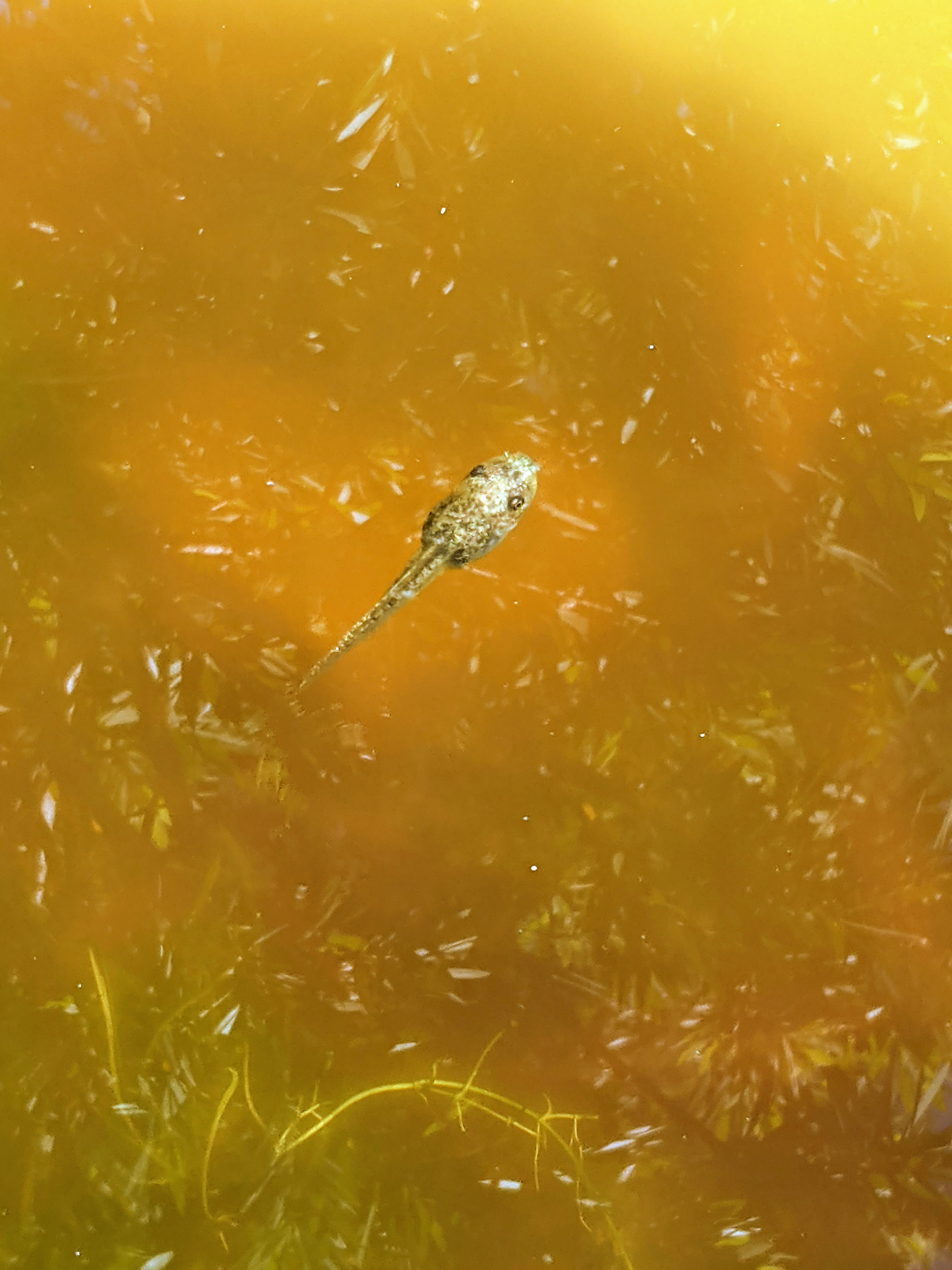 Being Gemel..........: Tadpoles....