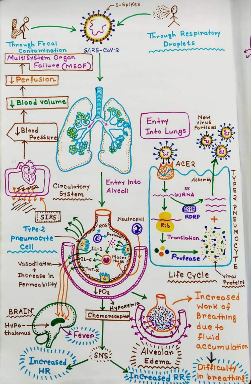 Medicowesome: COVID-19: Pathophysiology and microbiology