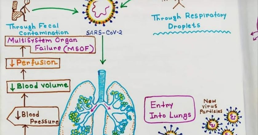 Medicowesome: COVID-19: Pathophysiology and microbiology