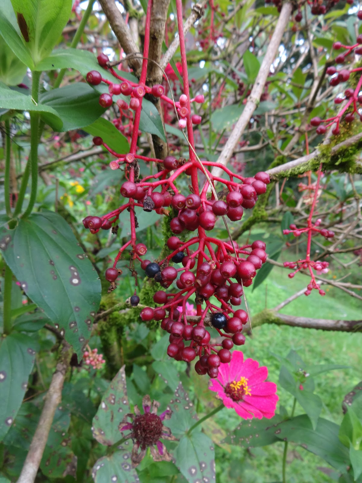 Herbs from Distant Lands: Medinilla magnifica, Medinilla pendula ...