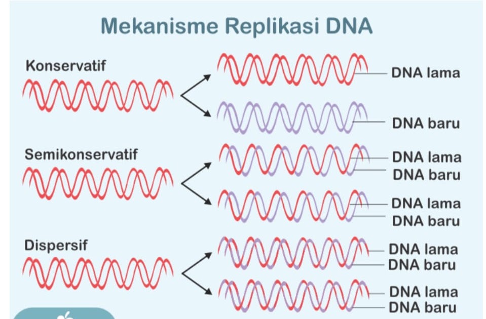Wety Yuningsih: Replikasi DNA (Bab Substansi Genetika Kelas 12 IPA/IPS LM)