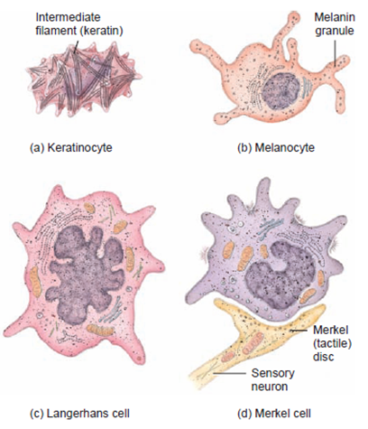 Histologi Kulit ~ Advanced Insight