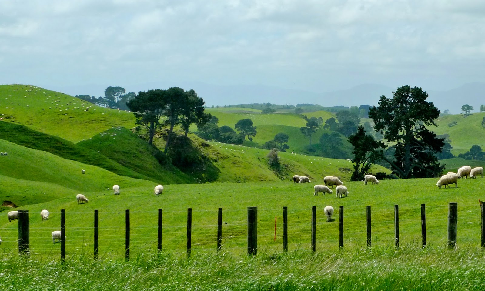 Matamata - Hobbiton, "The Shire". A voyage to Matamata, New Zealand ...