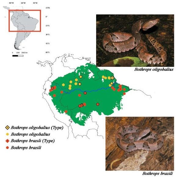 Species New to Science: [Herpetology • 2021] Bothrops oligobalius ...