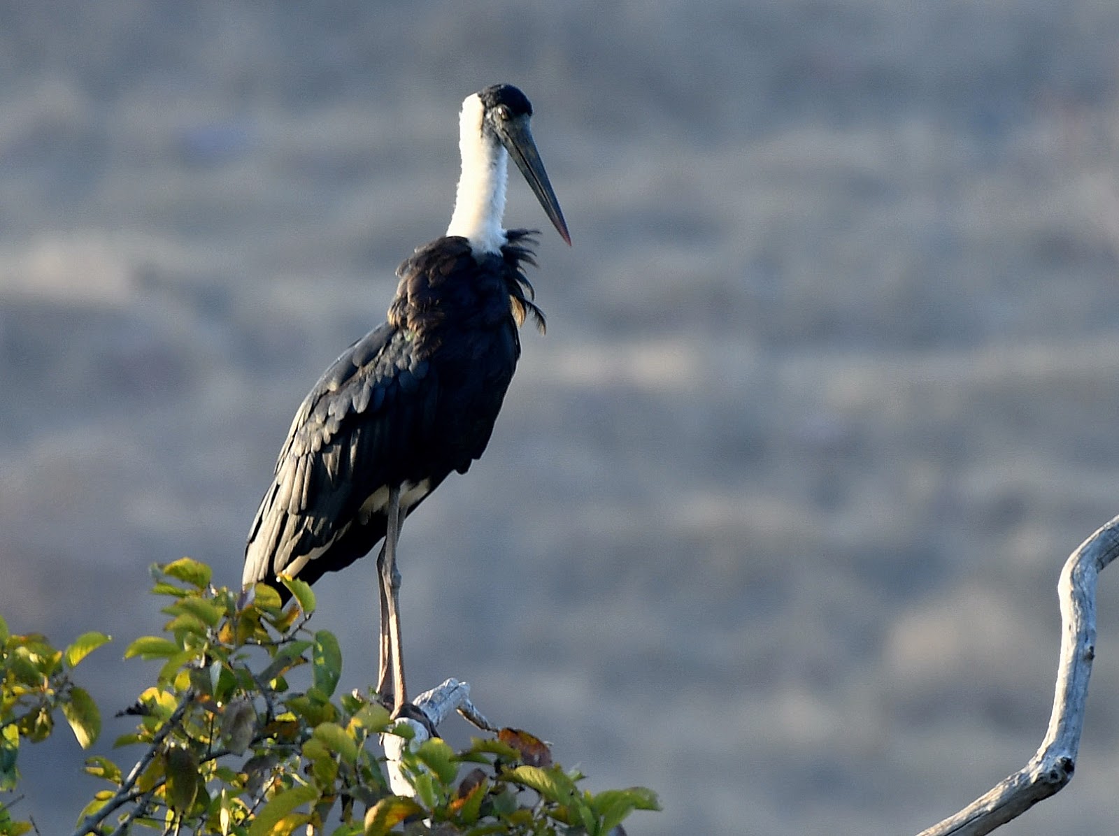 The Life Journey in Photography: Woolly-necked Stork @ Ranthambore ...