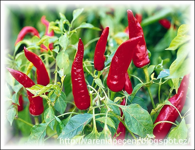 Vaření a pečení: Sterilované feferonky