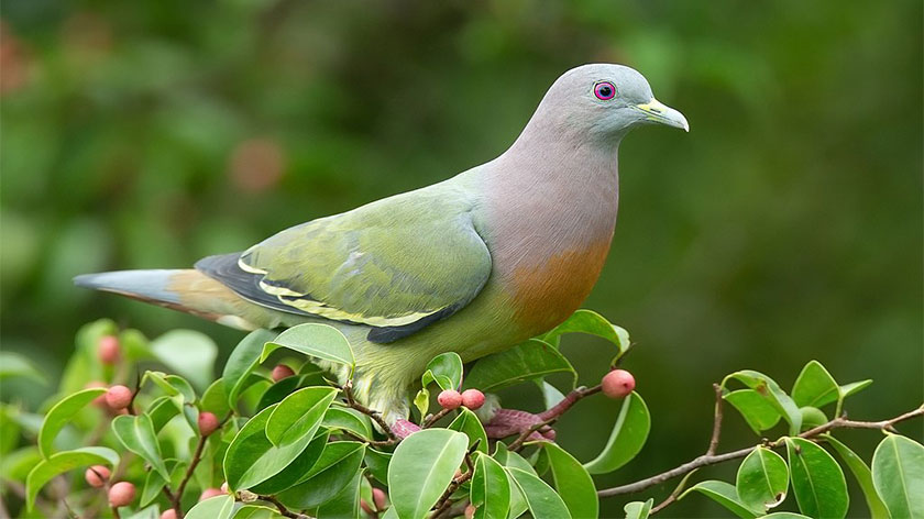 Different Types of Pigeons and the Largest Market of Pigeons in Pakistan