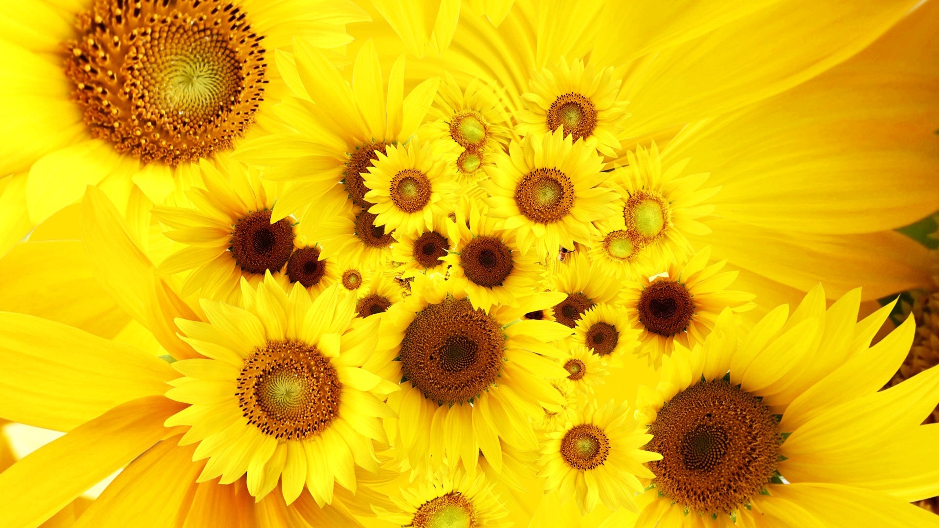 Beautiful Sunflower - High Definition Wallpapers - HD wallpapers