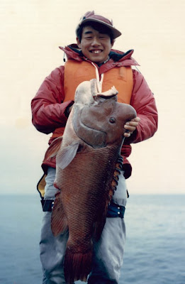 Big Fishes of the World: ASIAN SHEEPSHEAD WRASSE (Semicossyphus ...