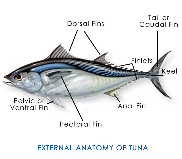 Different Types Of Tuna Know The Difference Get To Know Your Fish different-types-of-tuna-know-the-difference-get-to-know-your-fish