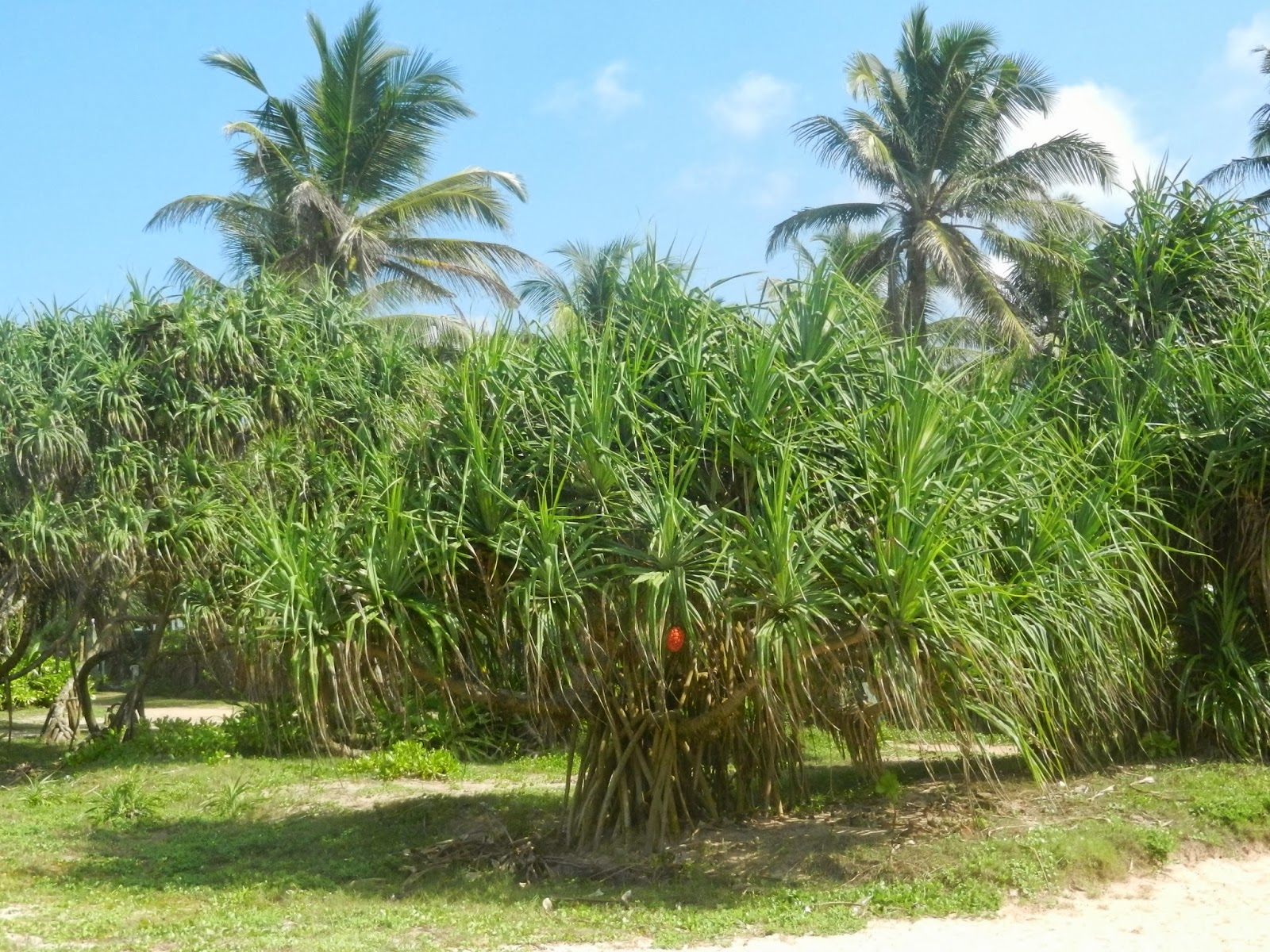 Sri Lanka 2013 - 2014: BENTOTA