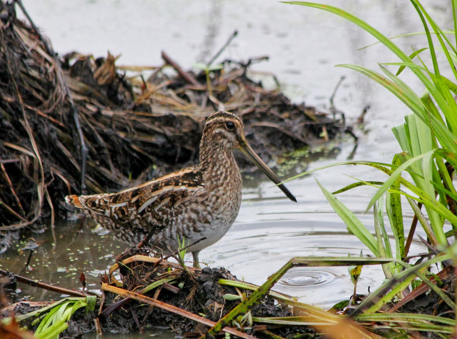 Parker's Barkers: Snipe Hunting at Paynes Prairie