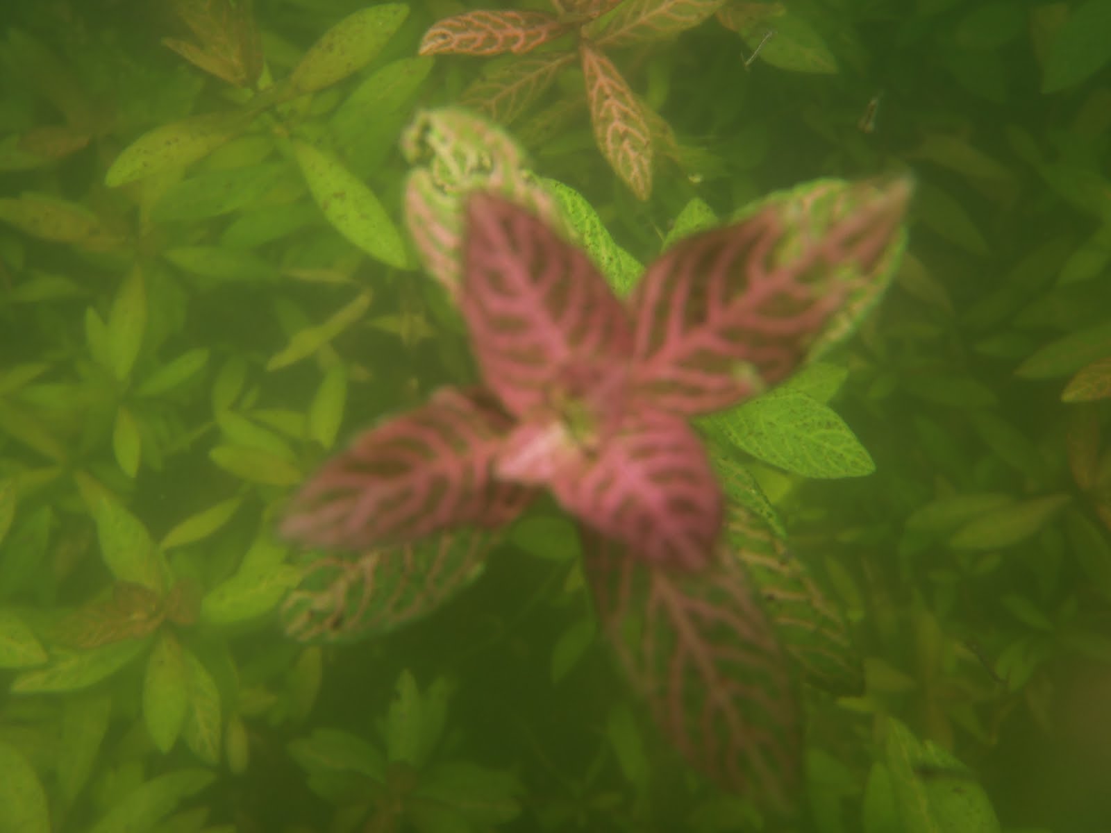 Aquatic Farmer: Hygrophila Polysperma "Rosanervig"