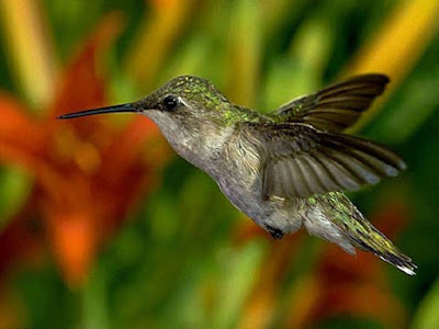EL COLIBRÍ Y SU HÁBITAT: CARACTERÍSTICAS DE LOS COLIBRIES