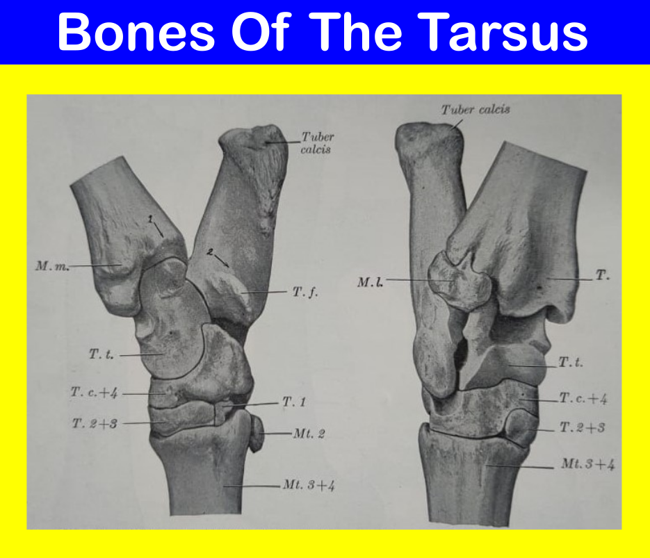 Bones of Tarsus | Gross Anatomy | Anjani Mishra