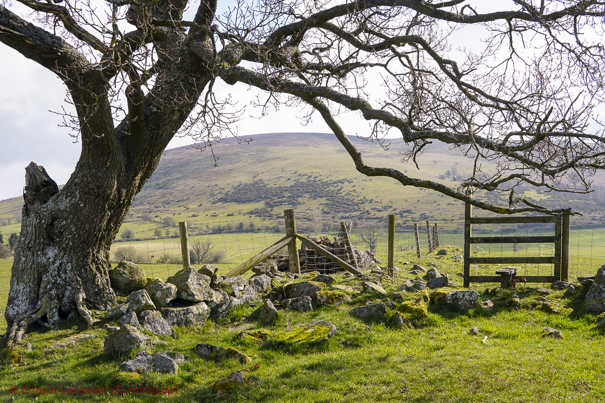 Summitsup: Heath Mynd, Disgwylfa Hill and the Skylark Pathway