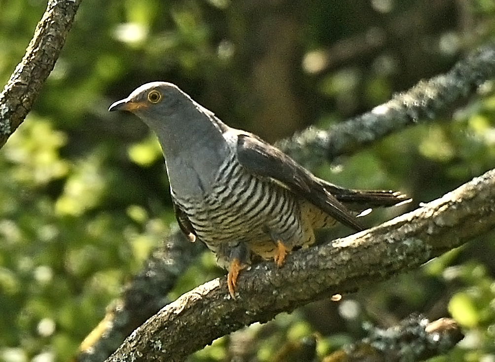 Alan James Photography : Crazy or just Cuckoo