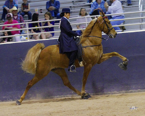 Flat Shod Tennessee Walking Horses