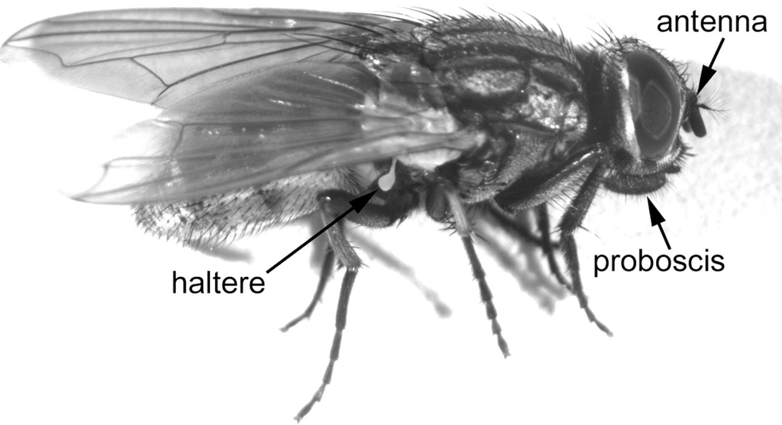 Time to Fly: Literature review