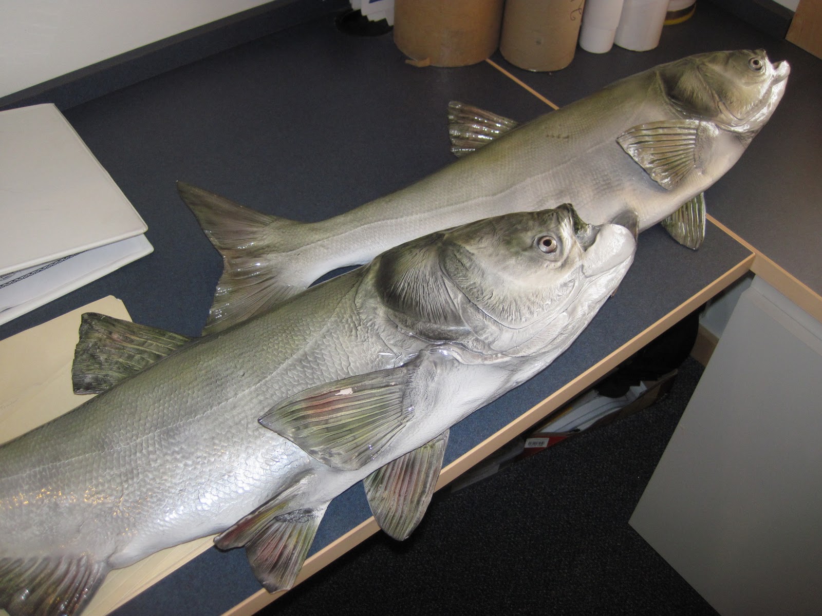 Inland Seas Ship's Blog: Asian Carp Exhibit Under Construction