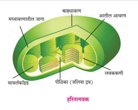 पेशी : The Cell
