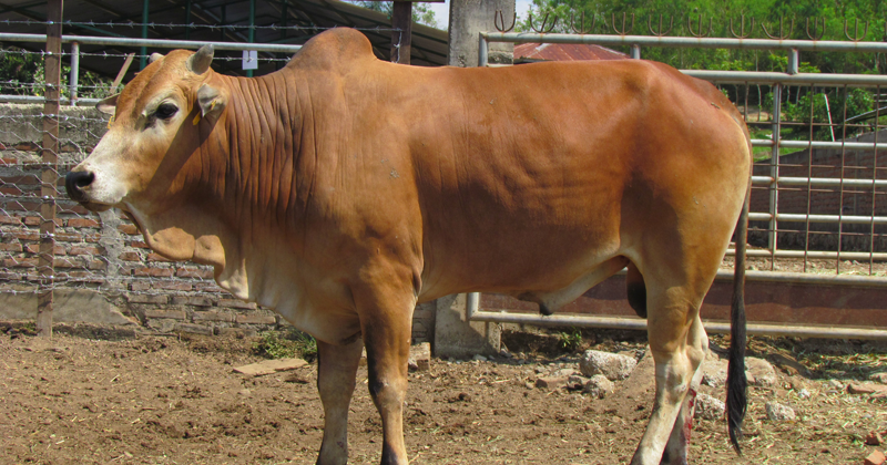 Jenis-Jenis Sapi Di Indonesia - Ilmu Peternakan