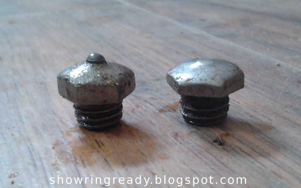 Show Ring Ready: Studs 101