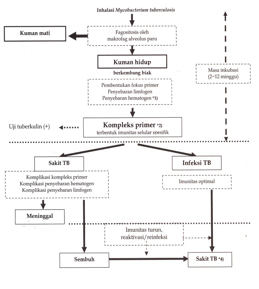 PROMOSI KESEHATAN "TUBERKULOSIS PARU": Definisi dan Faktor Penyebab ...
