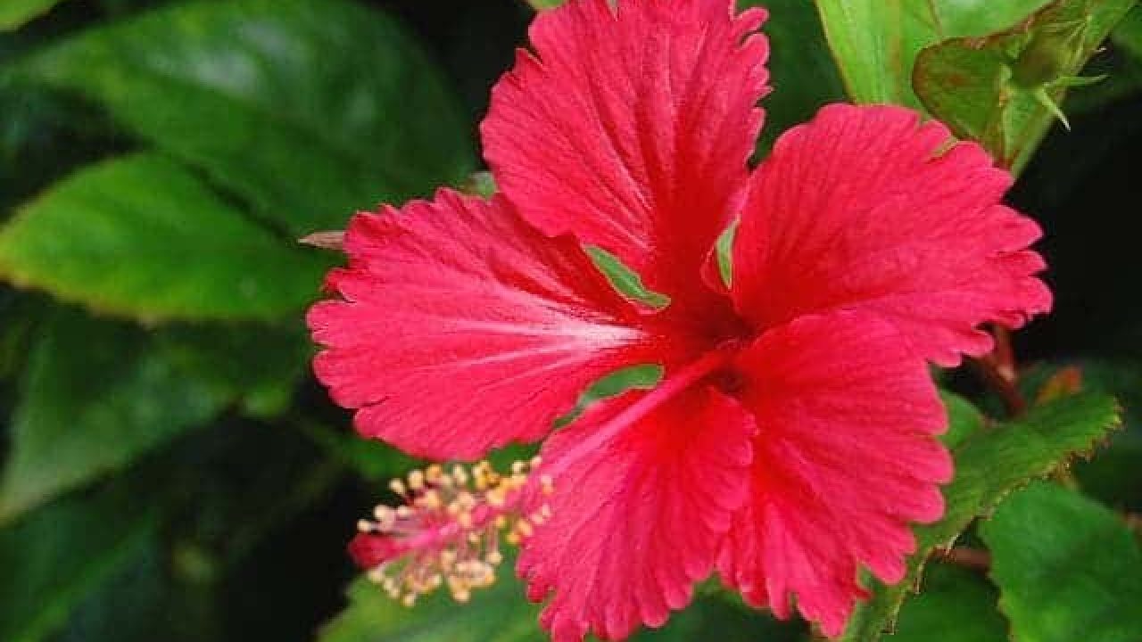 Cara Menanam Bunga Kembang Sepatu Dengan Mudah Dan Benar