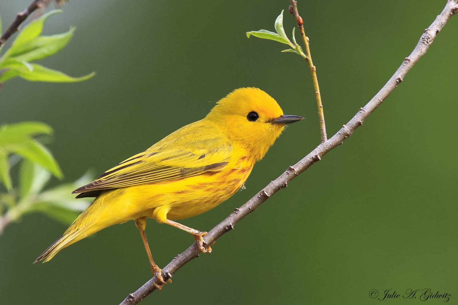 The Yellow Birds [1987] |Watch full movies here - ggthepiratebay