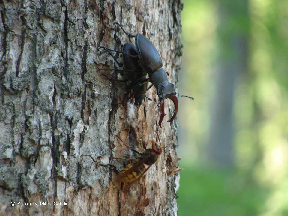 Beetles from Romania: Lucanus (Lucanus) cervus