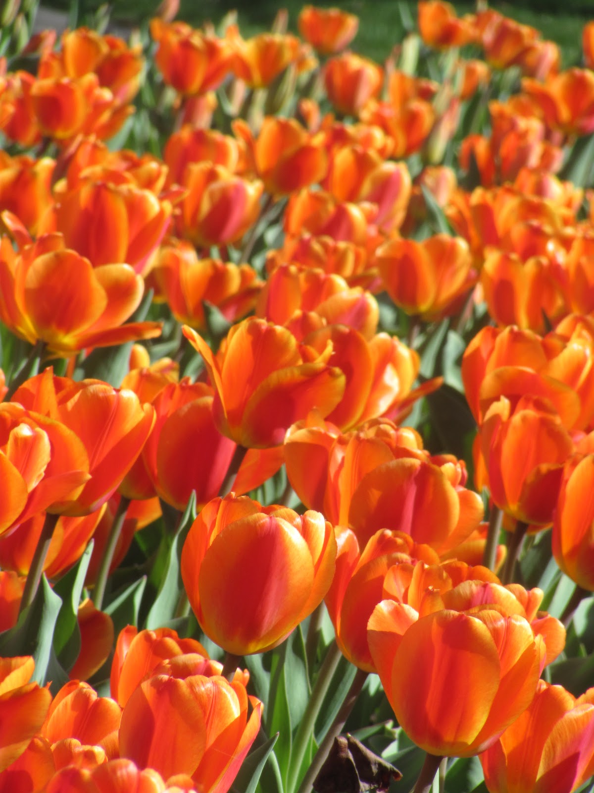 I have PVNS: Spring in Maine