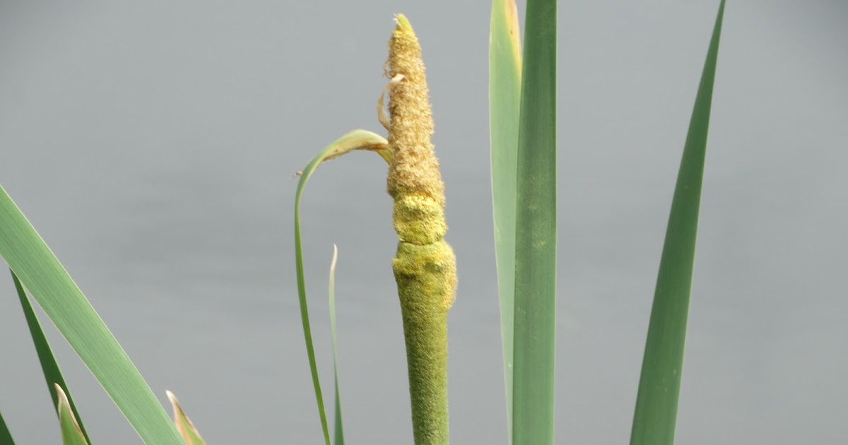 oog voor de natuur: Bloeikolf van grote lisdodde (Typha latifolia). De ...