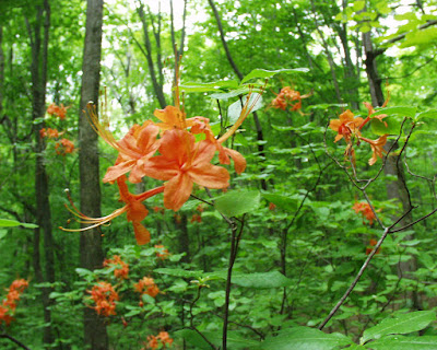 Rhododendron flammeum - Oconee azalea care and culture | Travaldo's blog