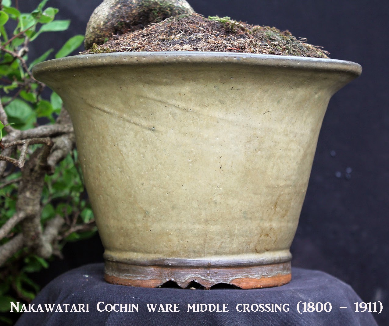 Little Cornish Trees: the pots my trees live in