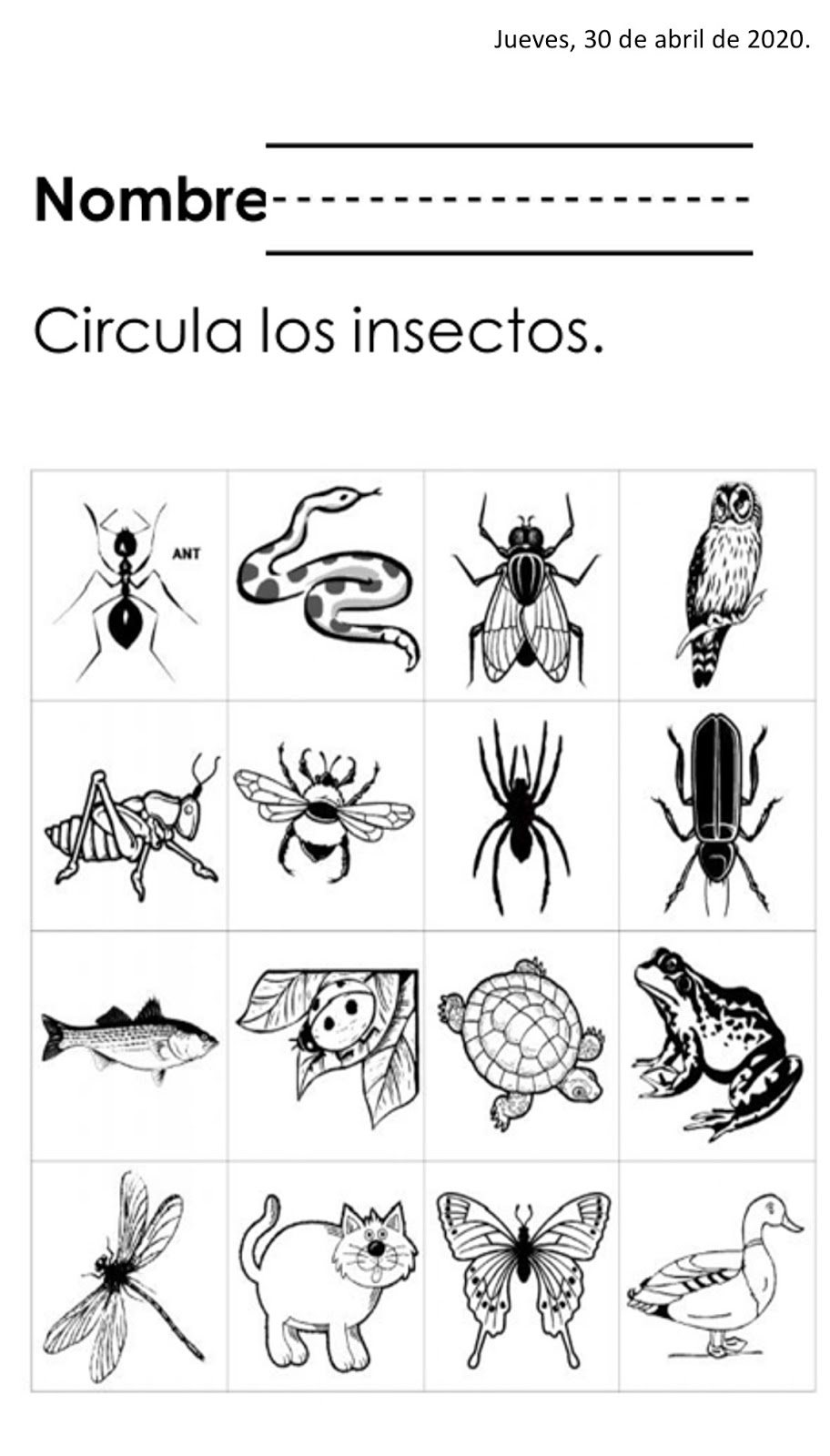 Kínder 2 : Hojas de trabajo: Insectos / Letra Hh