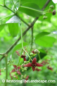 Restoring The Landscape With Native Plants: Native Plant of the Week ...