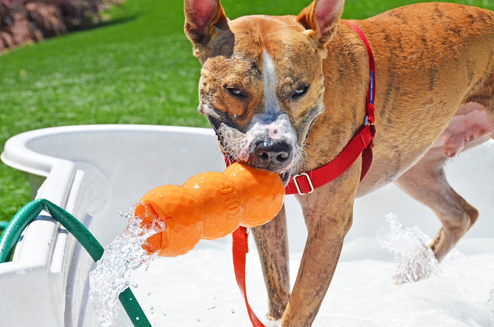 Dogs In the Bubble: Kovu - K is for kindness, you always show...