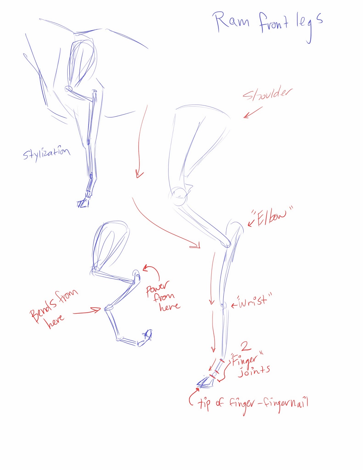 Ram's Horn: Ram Anatomy